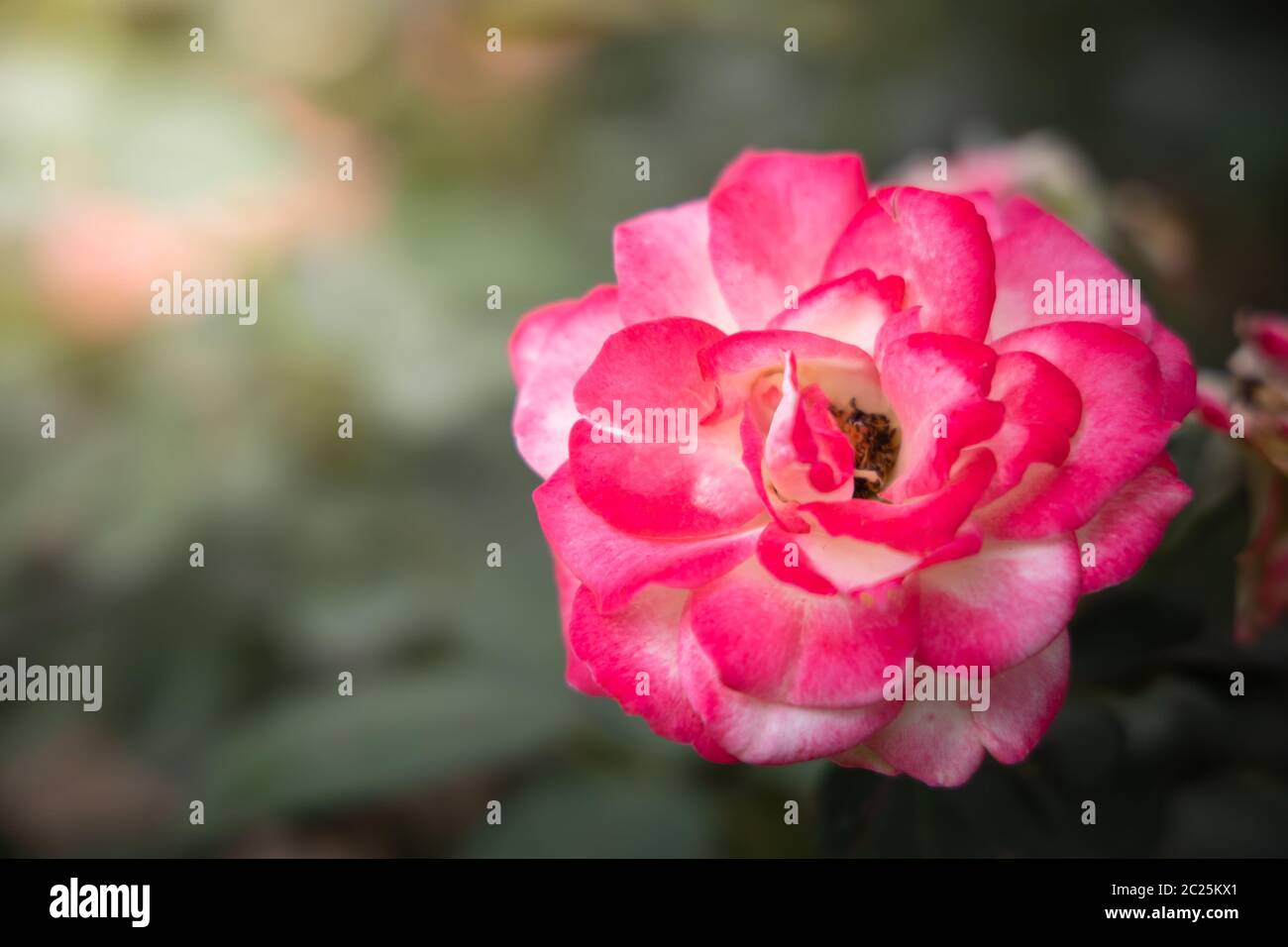 Roses in the garden, Roses are beautiful with a beautiful sunny day ...