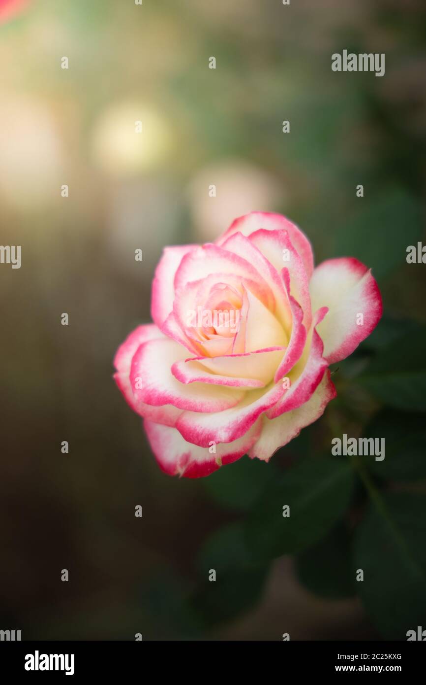 Roses in the garden, Roses are beautiful with a beautiful sunny day ...