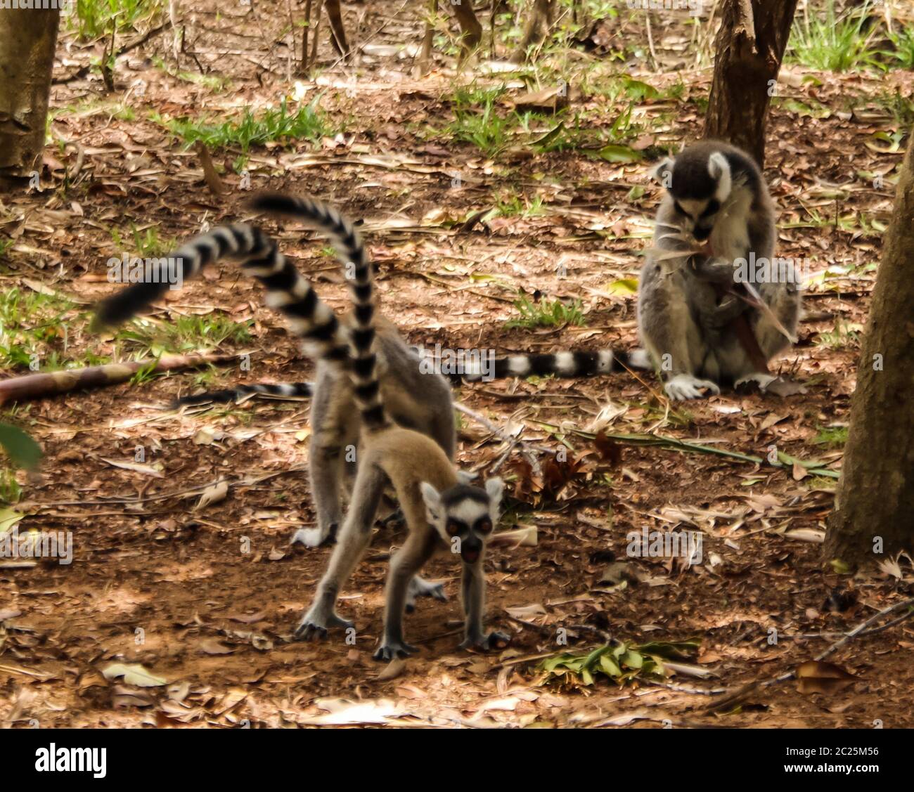 Portrait of the ring-tailed lemur Lemur catta aka King Julien in Lemirs ...