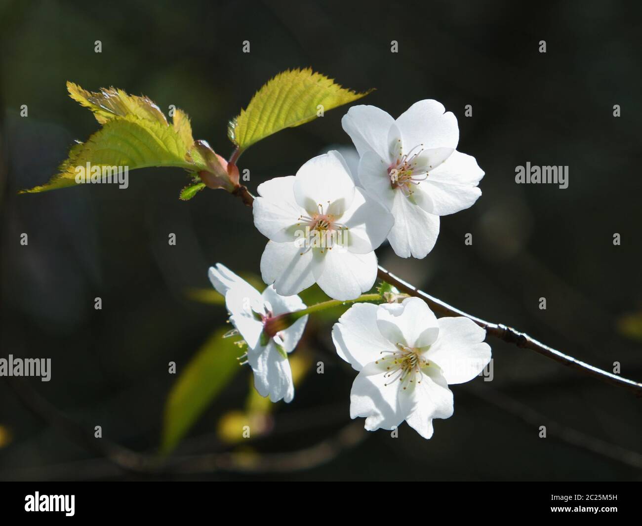 a close up of bright white apple blossom flowers in sunlight on a dark ...