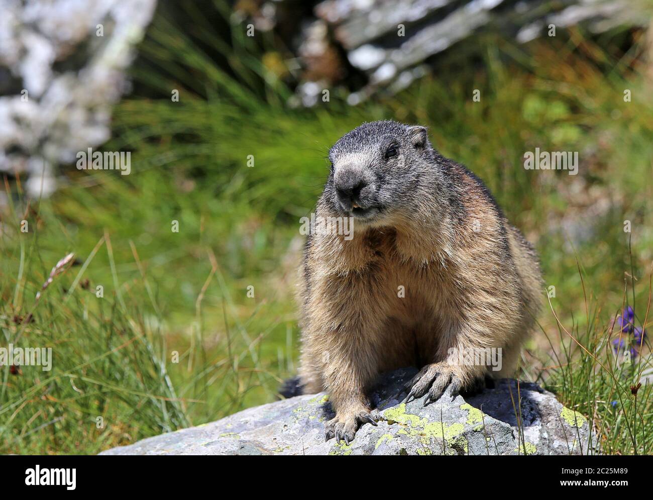 Alpine marmot Marmota marmota seen from the front Stock Photo - Alamy