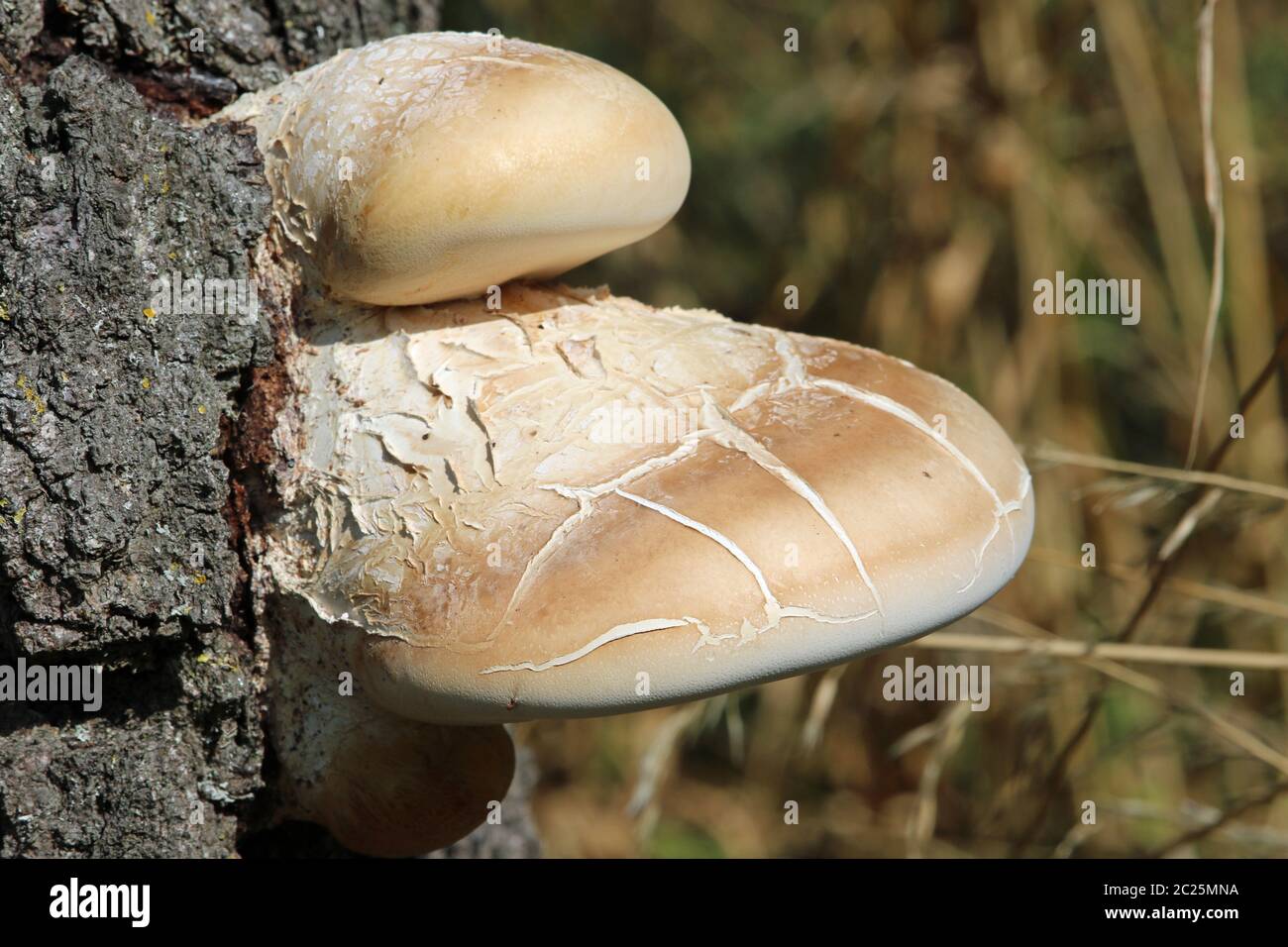 Birch polypore, Piptoporus betulinus, bracket fungus growing out of the ...