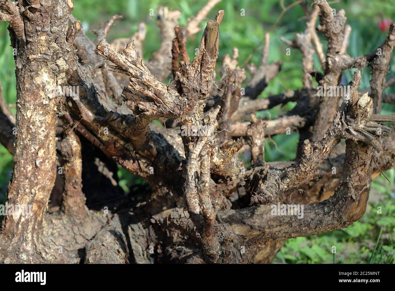 Large dried roots of trees as decoration of the yard Stock Photo - Alamy