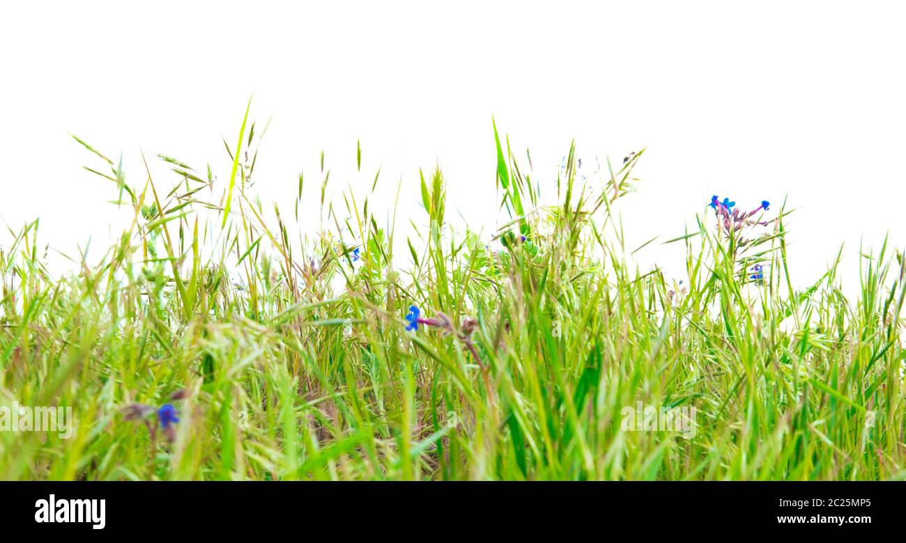 Green grass isolated Stock Photo - Alamy