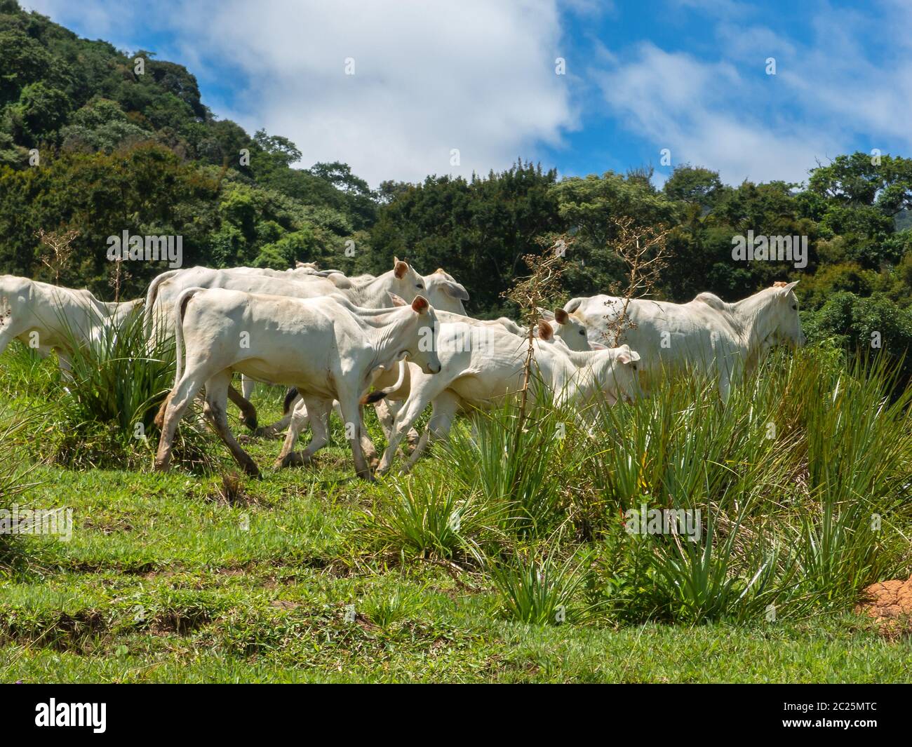 Oxen living free in the filed - livestock cattle Stock Photo - Alamy