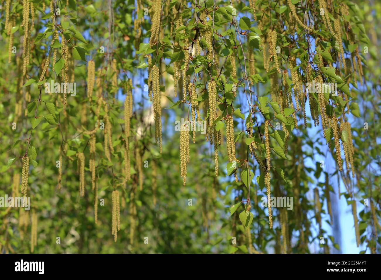 Spring blossom of a perennial deciduous birch tree of the Betulaceae ...