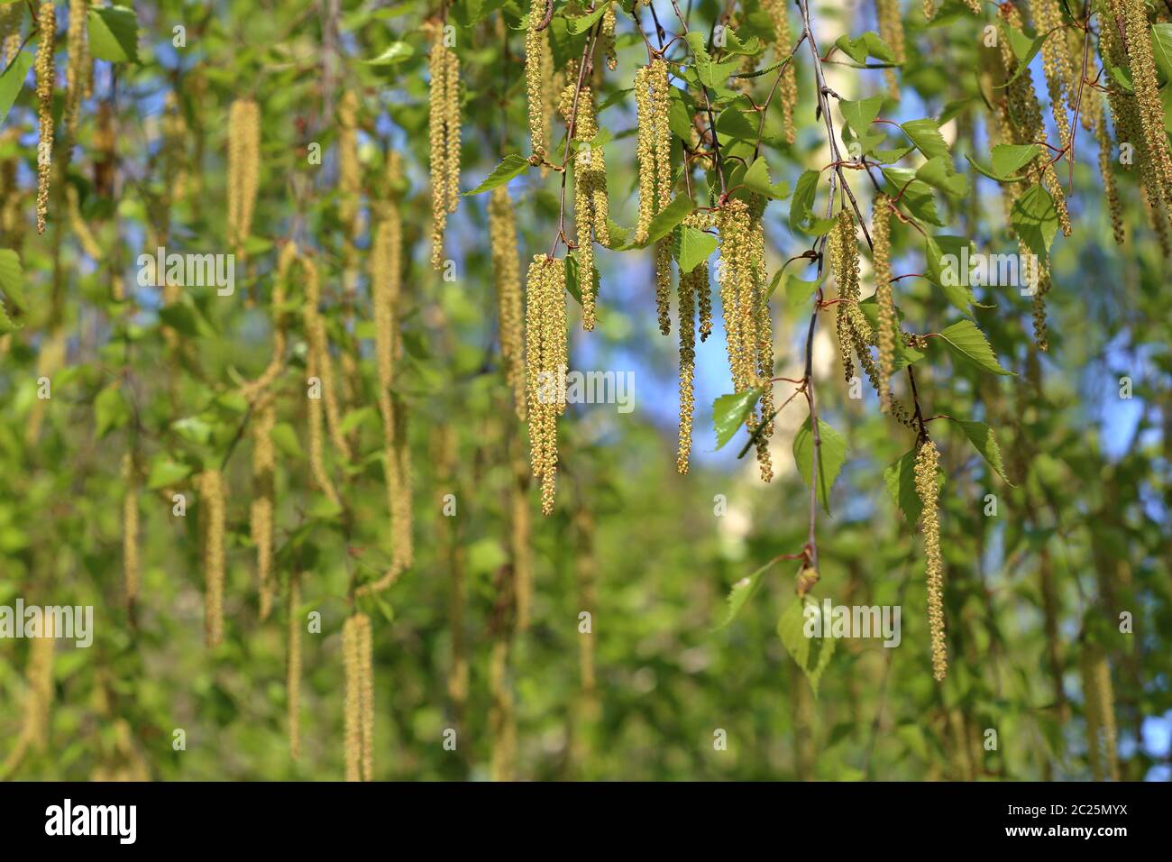 Betulaceae family hi-res stock photography and images - Alamy