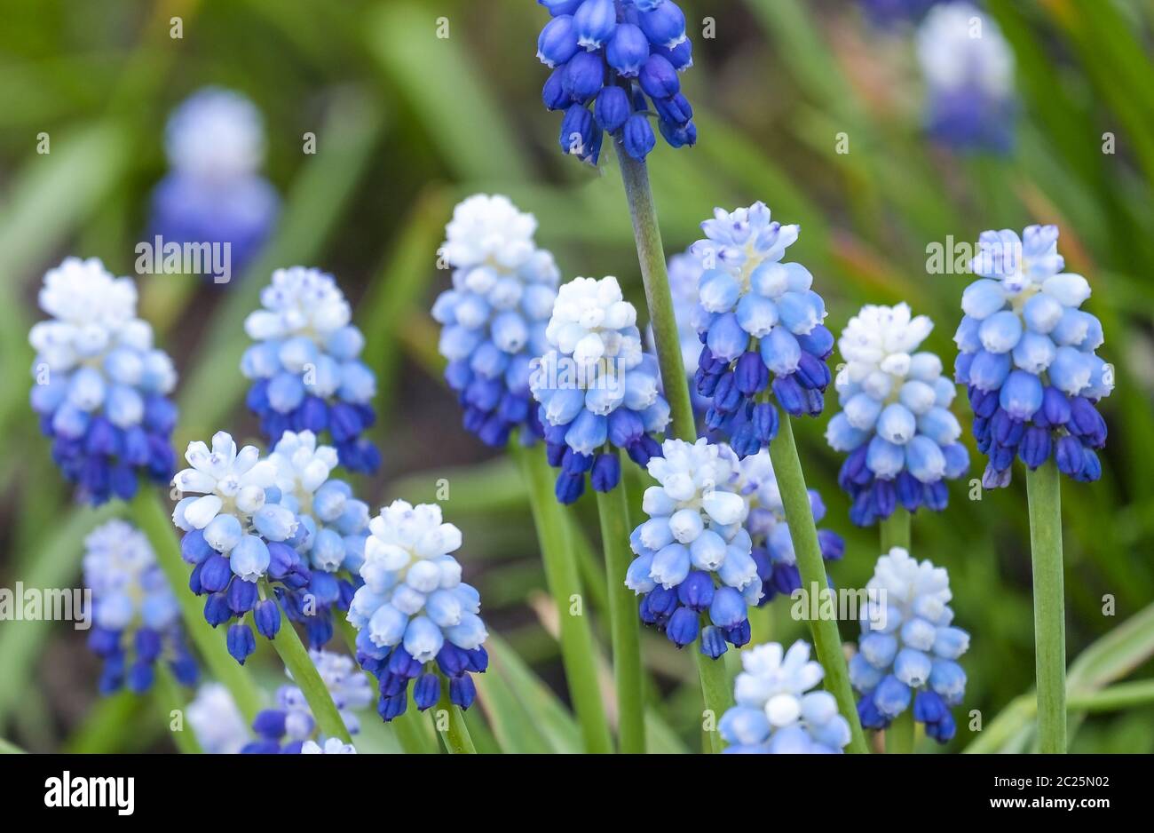 Muscari hi-res stock photography and images - Alamy