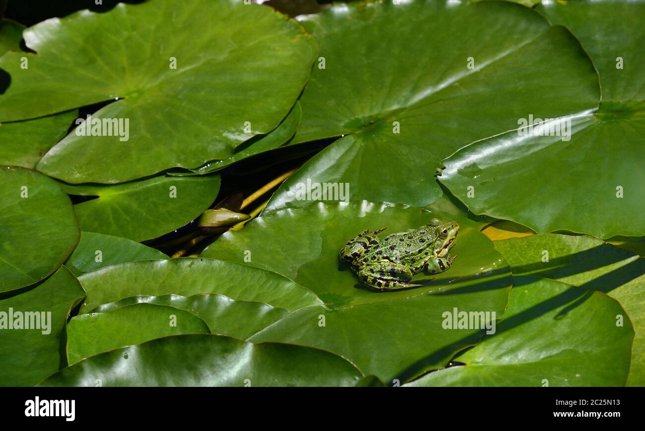 Frogs Jumping On Lily Pads