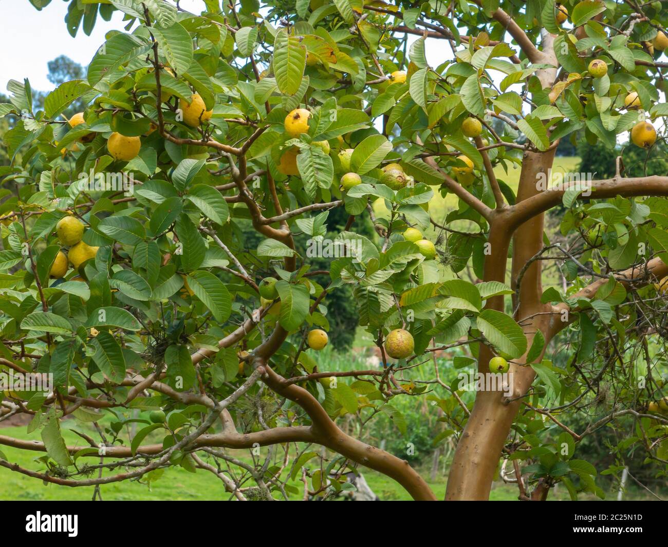 Guava Tree Hi res Stock Photography And Images Alamy Guava Tree Hi res Stock Photography And Images Alamy