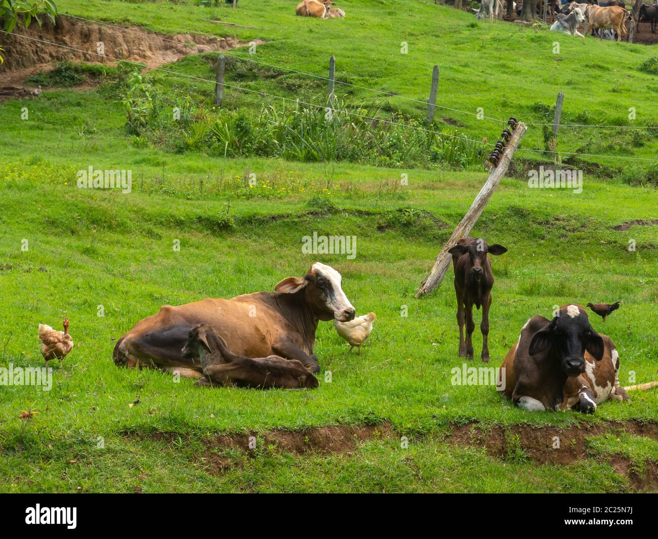 Oxen living free in the filed - livestock cattle Stock Photo - Alamy