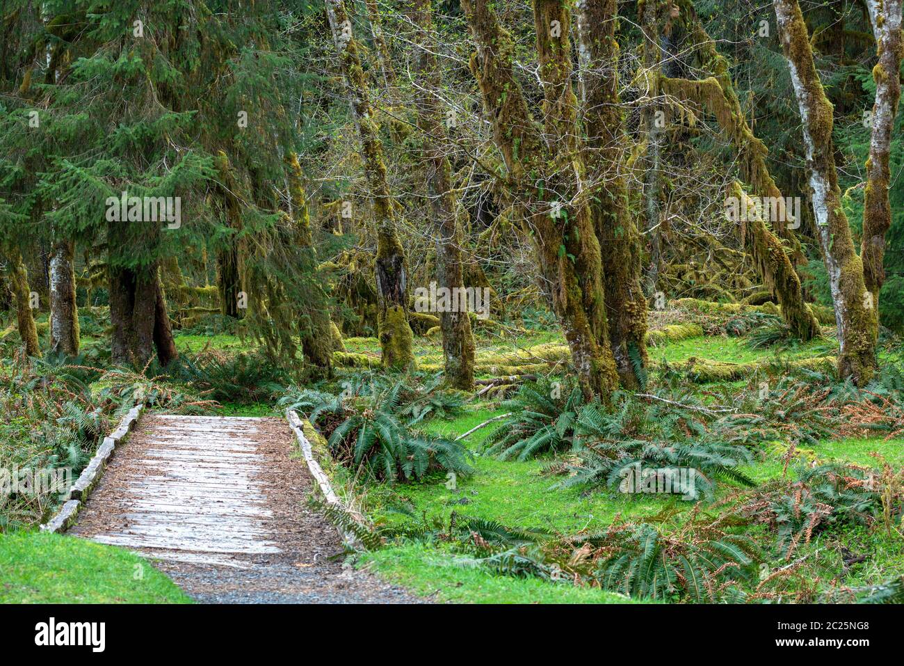 Olympic peninsula washington timber hi-res stock photography and images ...