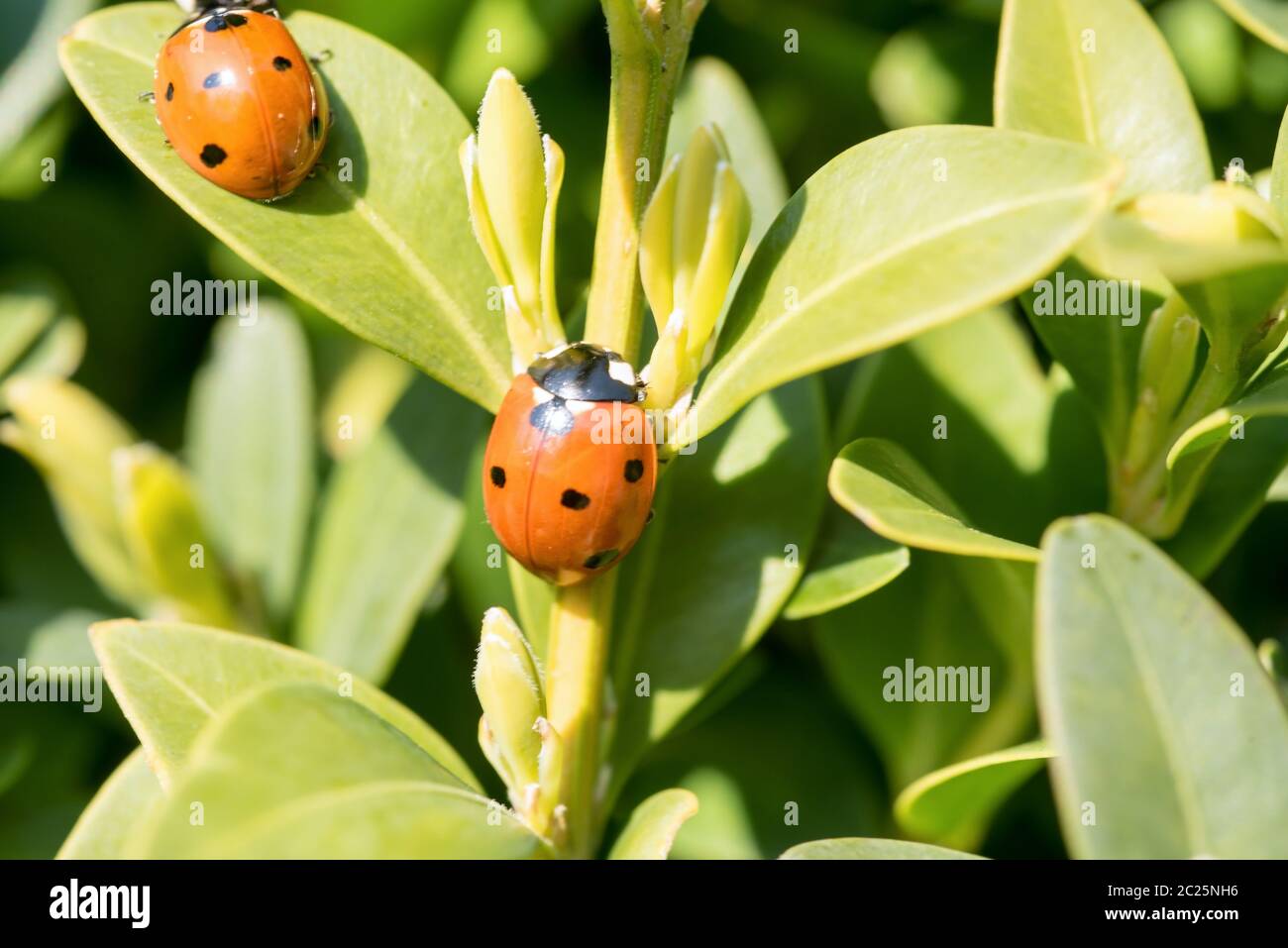 Boxwood beetle hi-res stock photography and images - Alamy