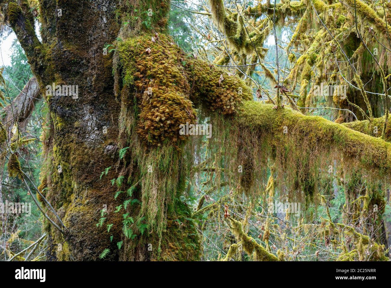 Tree branches are thick with moss in the Hoh Rain Forest, Olympic ...