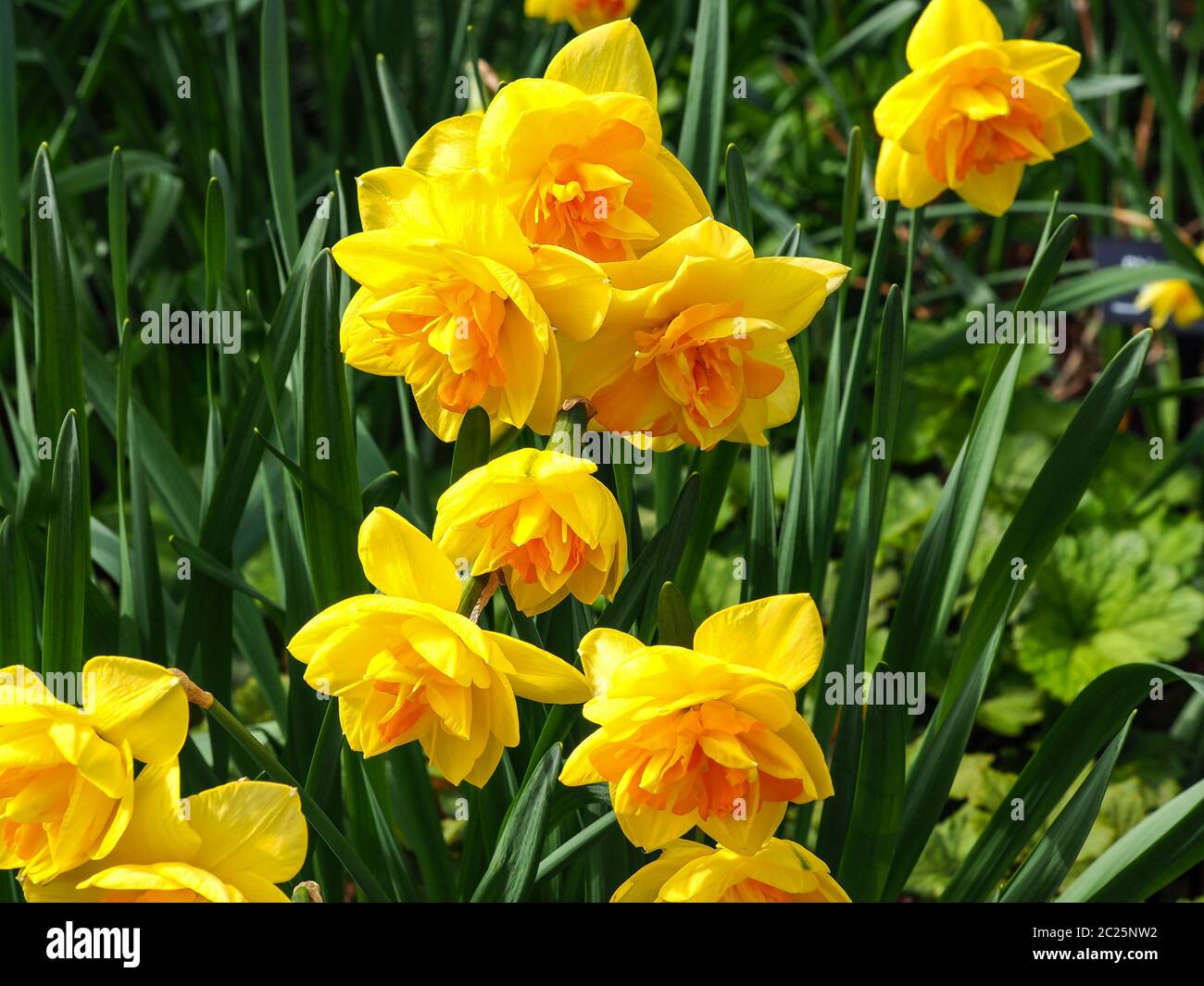Beautiful yellow double daffodils in a spring garden Stock Photo - Alamy