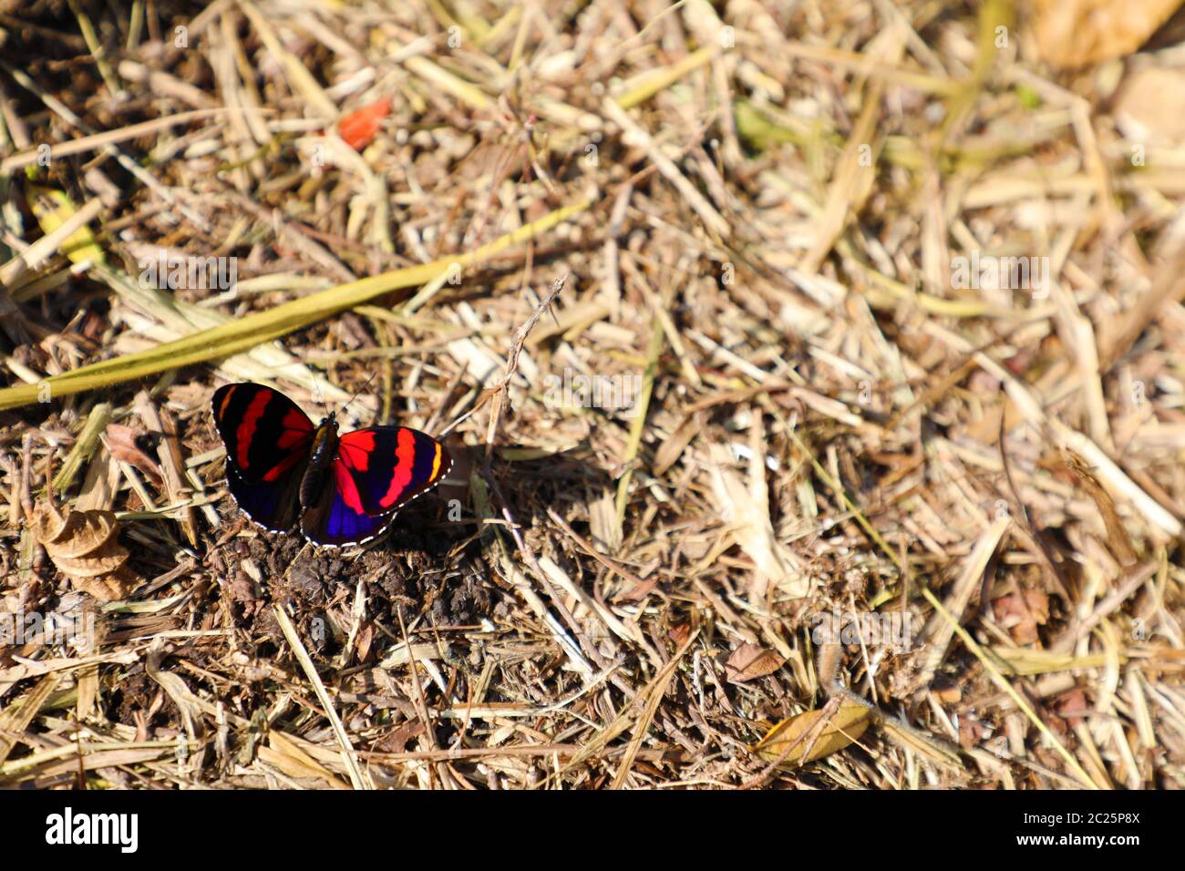 Orange buttefly hi-res stock photography and images - Alamy