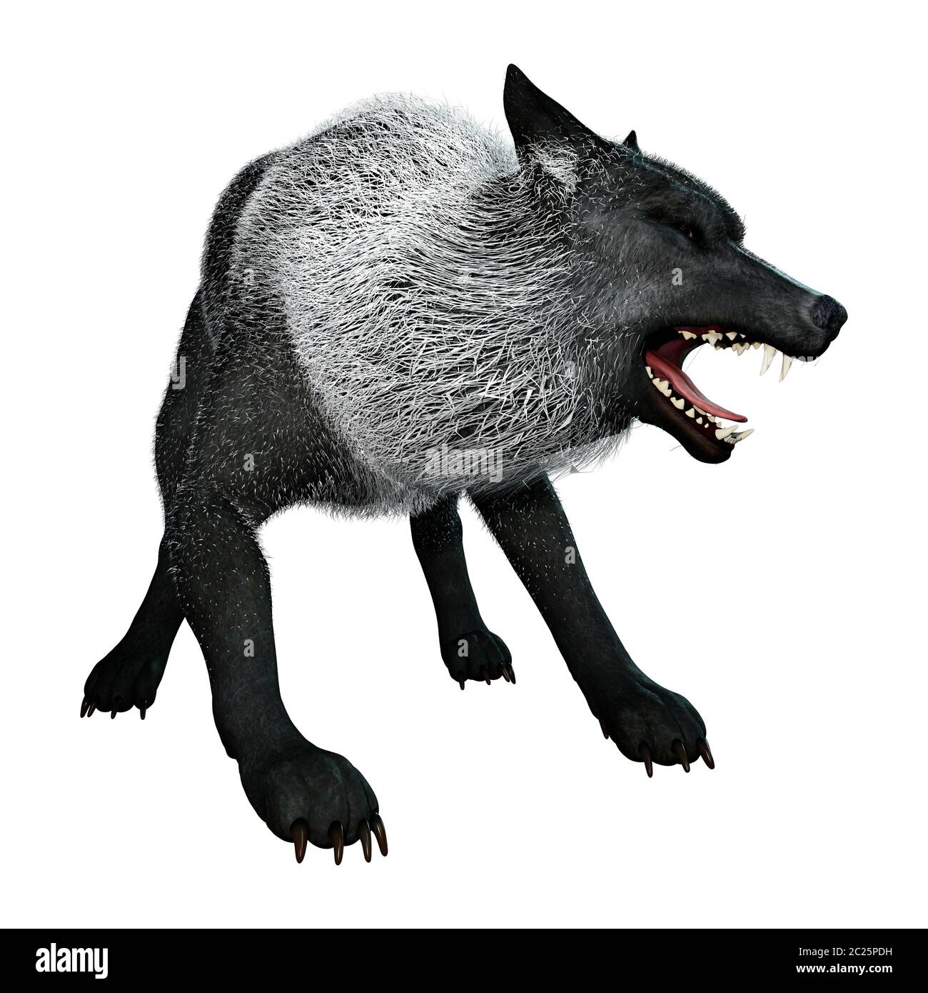 3D rendering of a black wolf isolated on white background Stock Photo ...