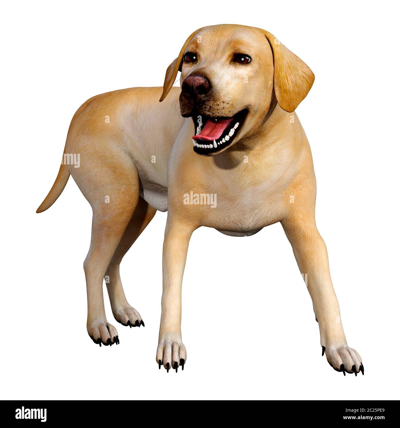 3D rendering of a yellow labrador dog isolated on white background ...