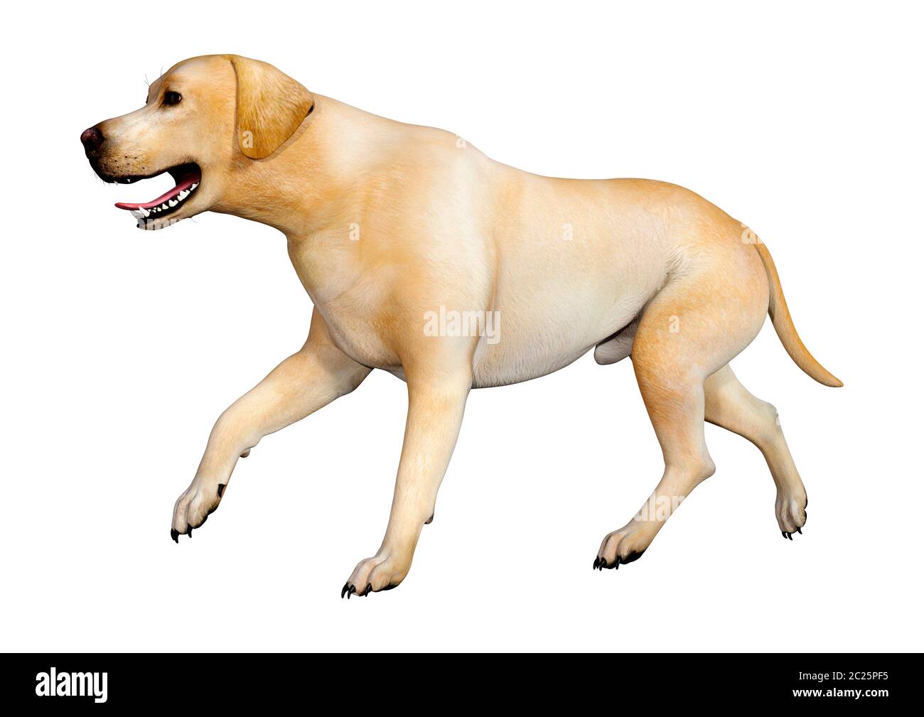 3D rendering of a yellow labrador dog isolated on white background ...