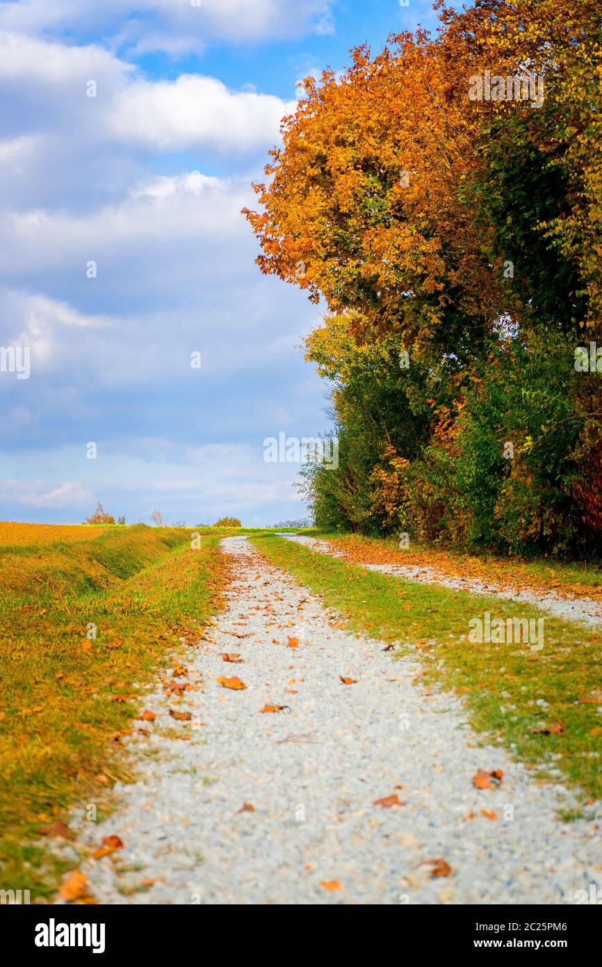 Branches in the path hi-res stock photography and images - Alamy