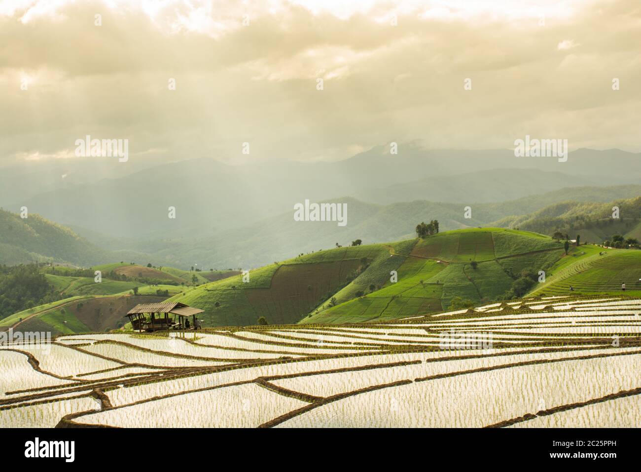 Terraced rice field Stock Photo - Alamy