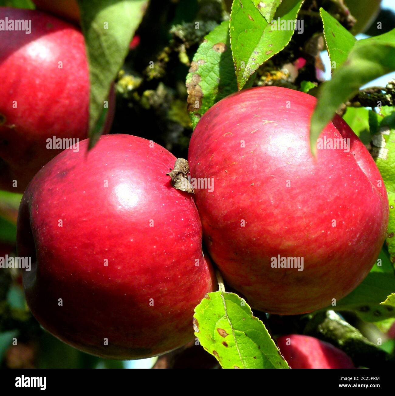 Redandround hi-res stock photography and images - Alamy