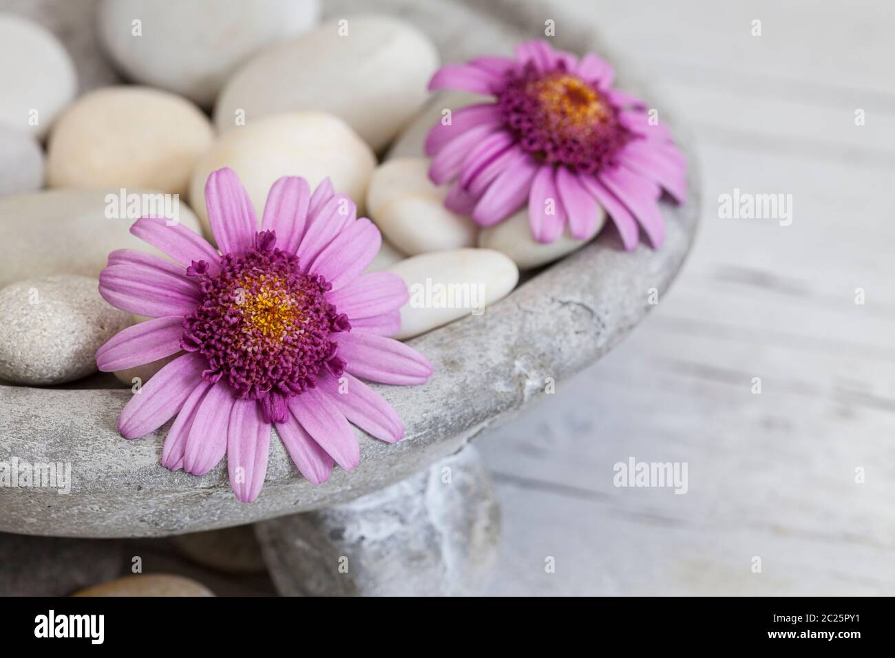 Flower arrangement zen style with pebble and daisy in a bowl Stock ...