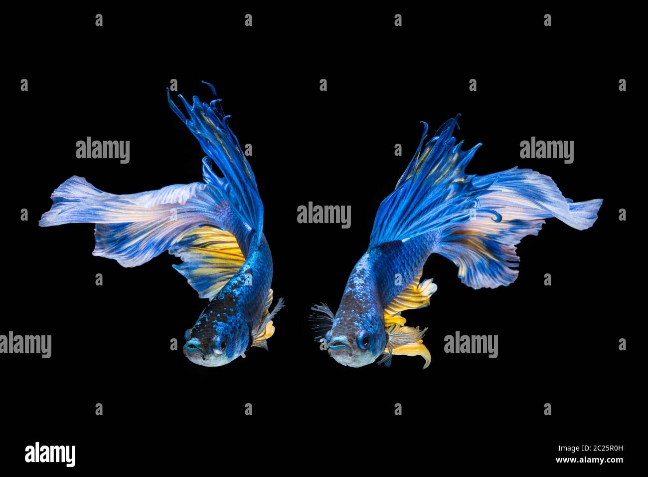 Blue and yellow betta fish Stock Photo - Alamy