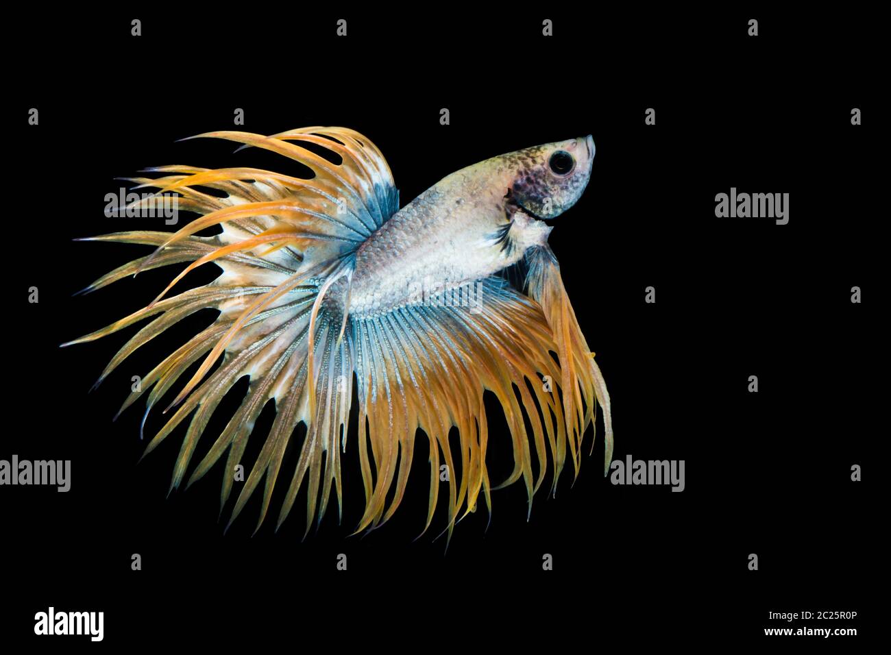 Yellow and blue betta fish Stock Photo - Alamy