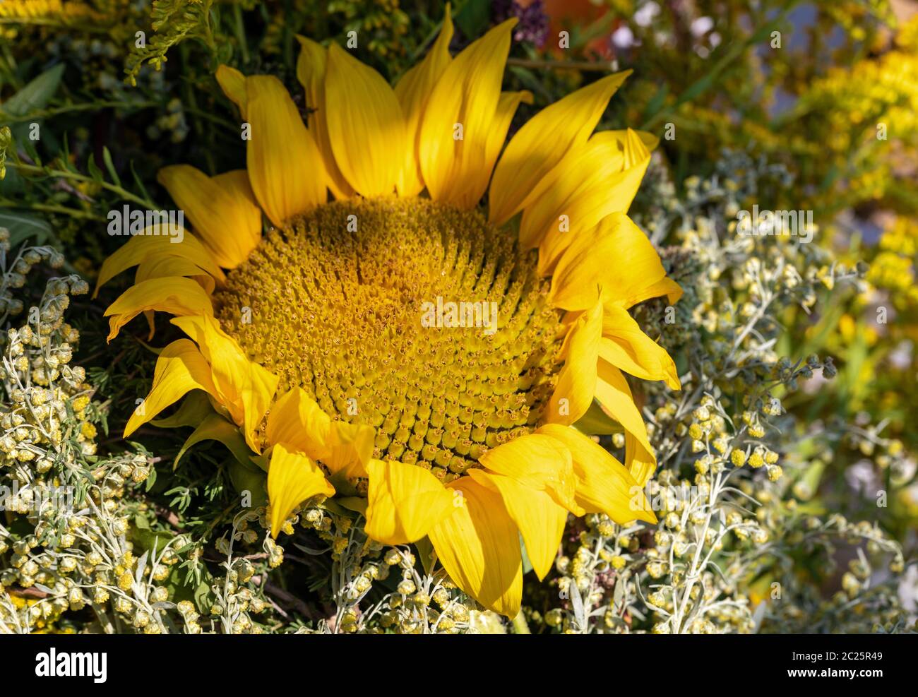 Floristic bouquet of flowers, herbs and fruits that are the symbol of ...