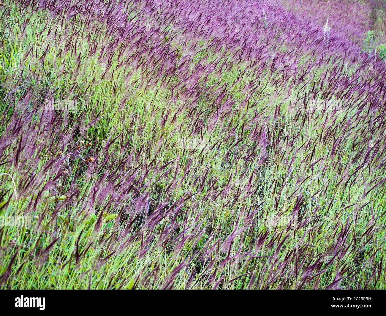 Multi colored bushes pattern Stock Photo - Alamy