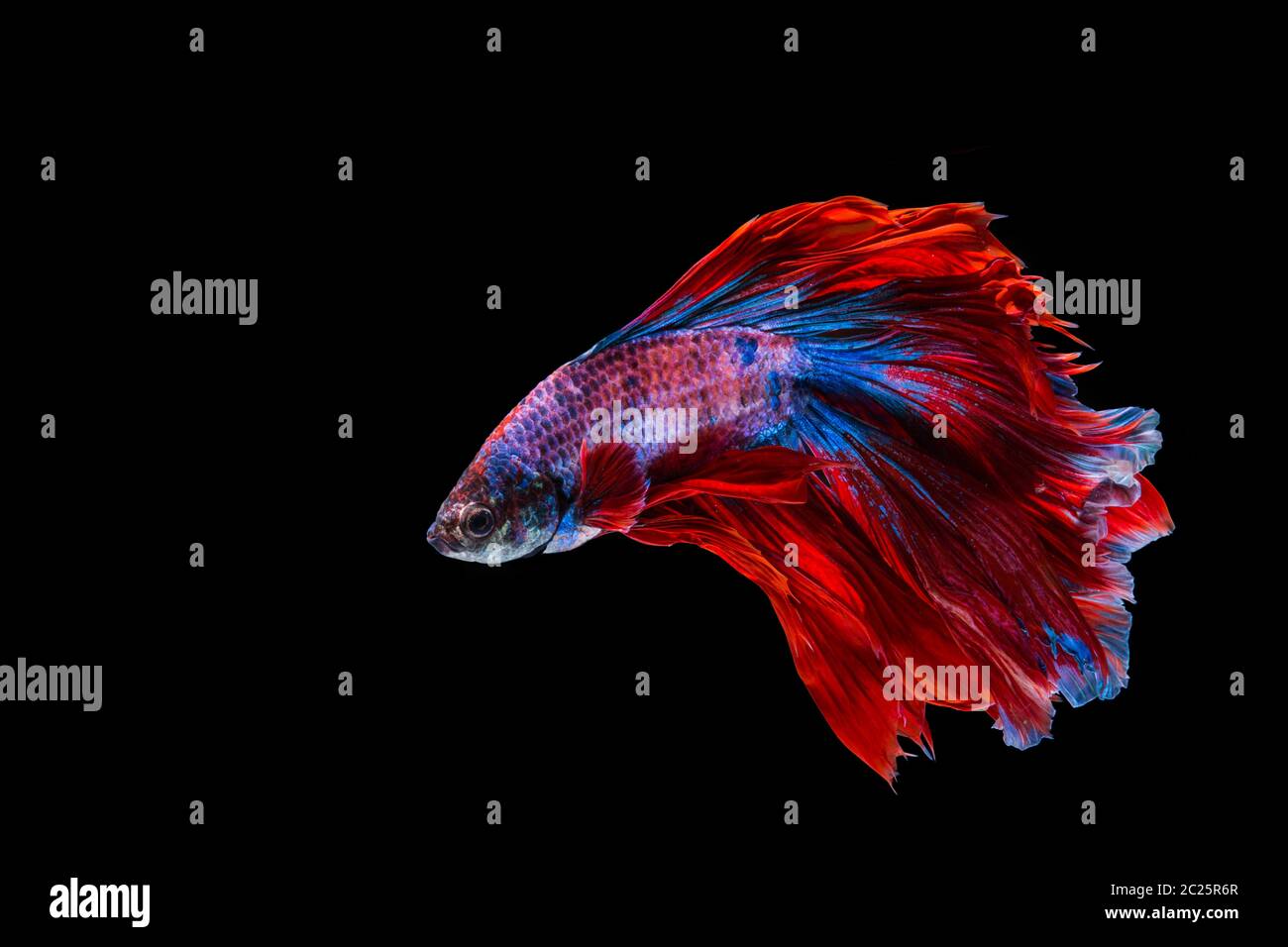 Red and blue betta fish Stock Photo - Alamy
