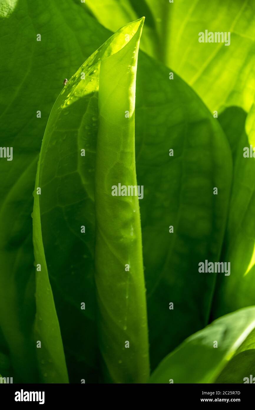 Rolled Sheet High Resolution Stock Photography and Images - Alamy