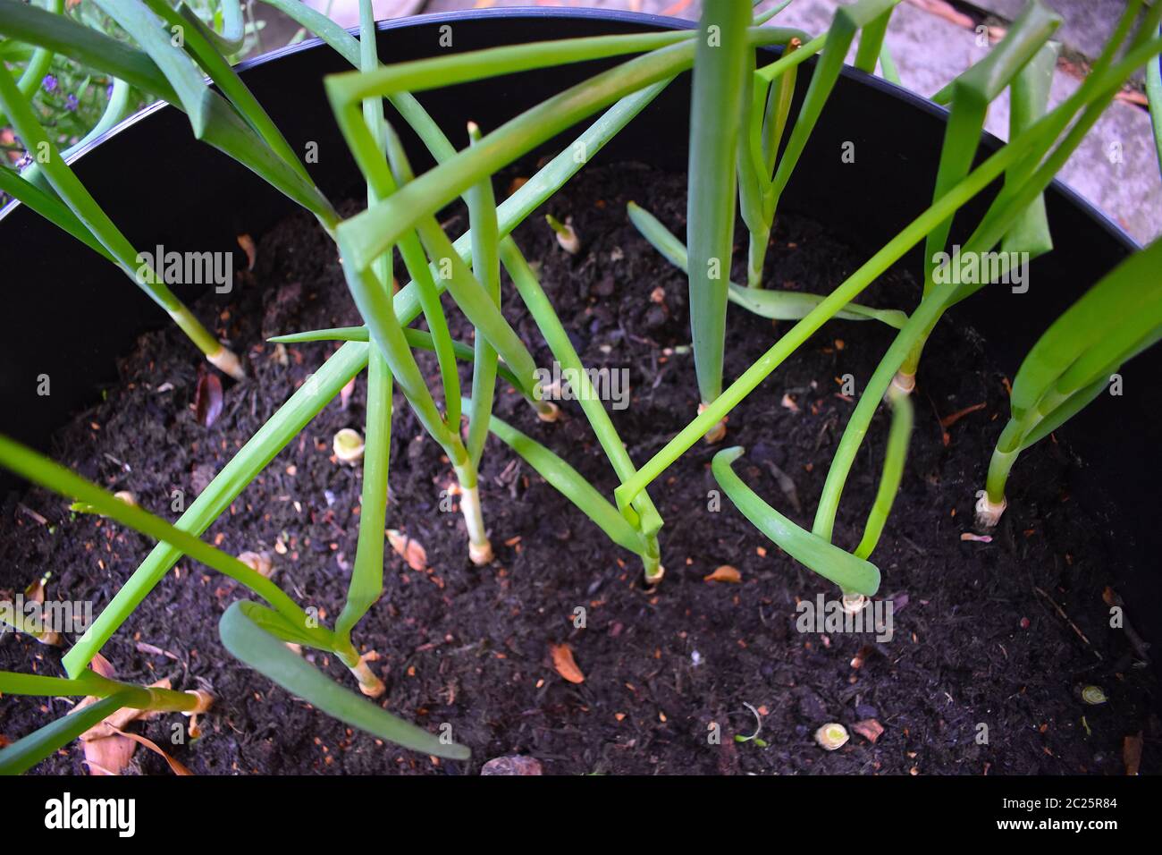 Very young milder flavour onions known as scallions picked up prior the ...