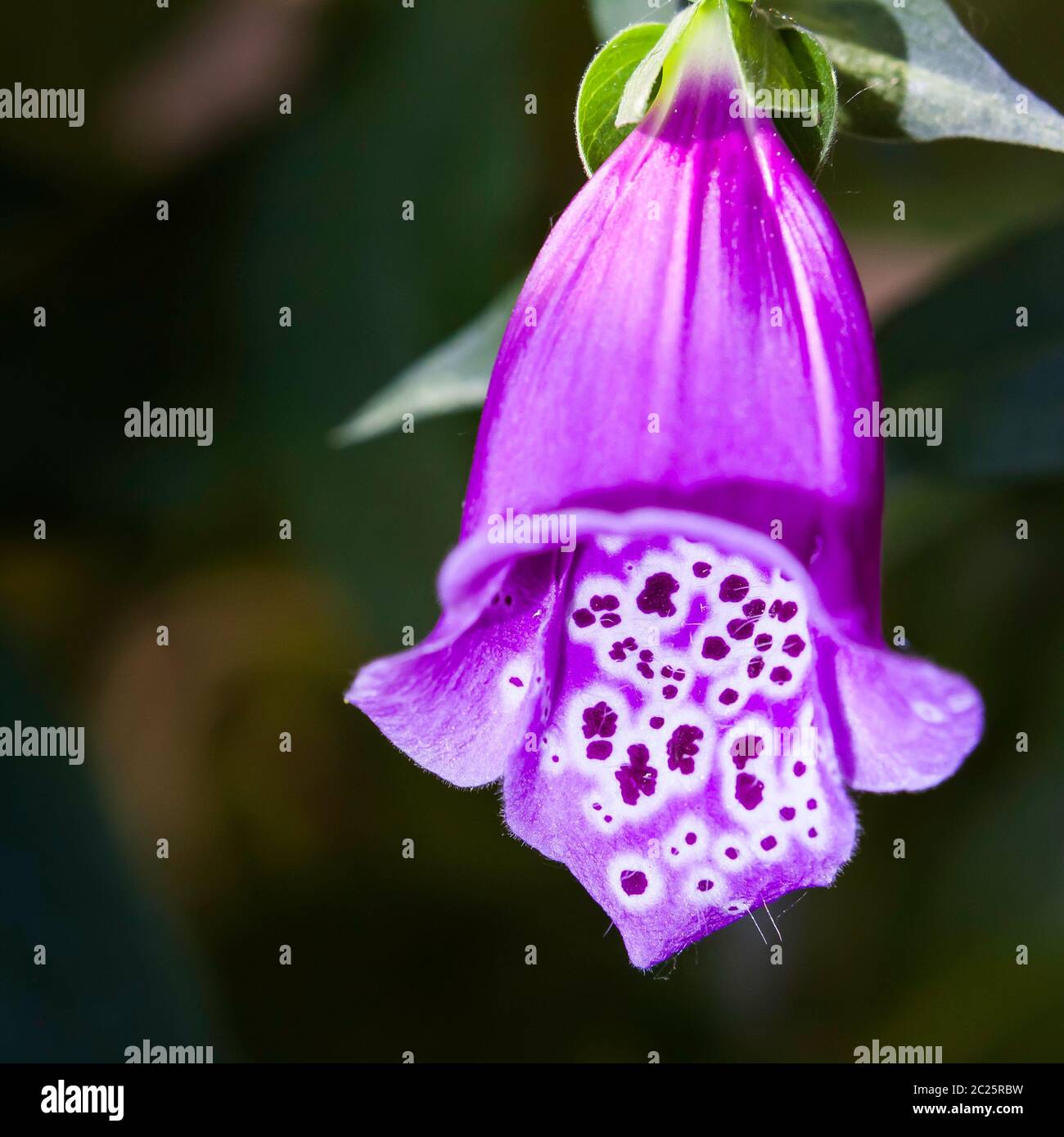 Single open flower of the foxglove Stock Photo - Alamy