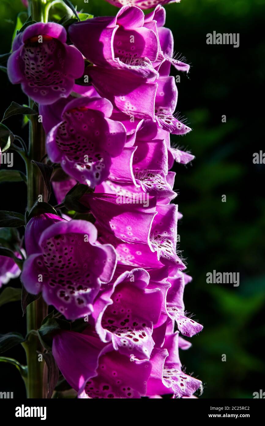 Inflorescence with open and closed flowers of the foxglove Stock Photo ...