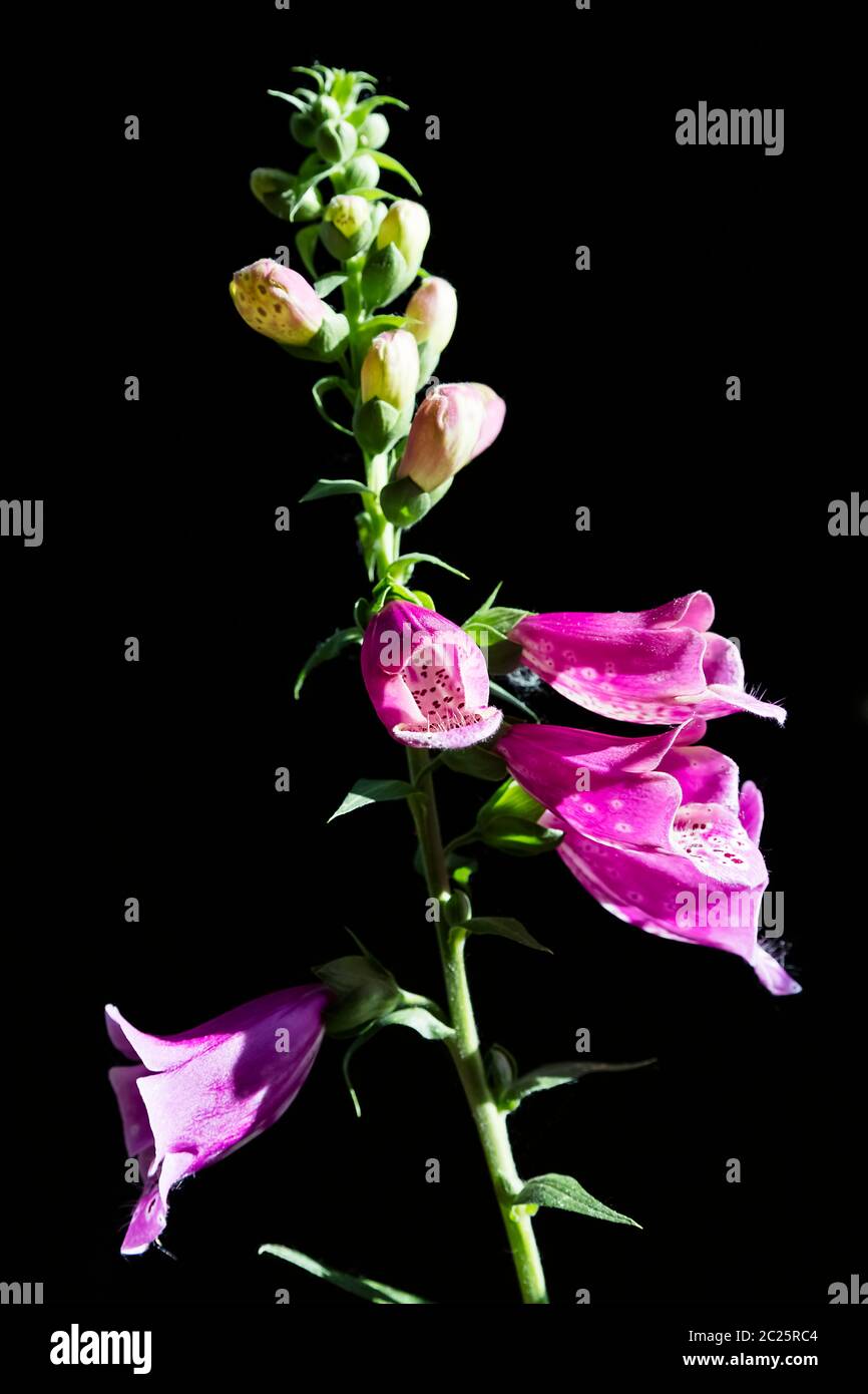 Inflorescence with open and closed flowers of the foxglove Stock Photo ...