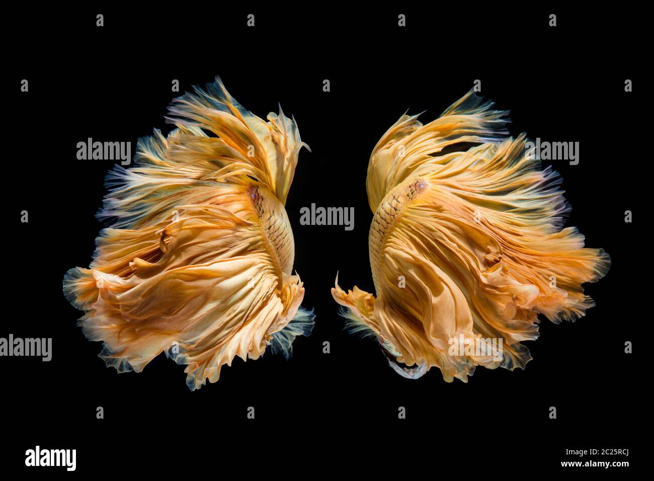 Yellow gold betta fish Stock Photo - Alamy