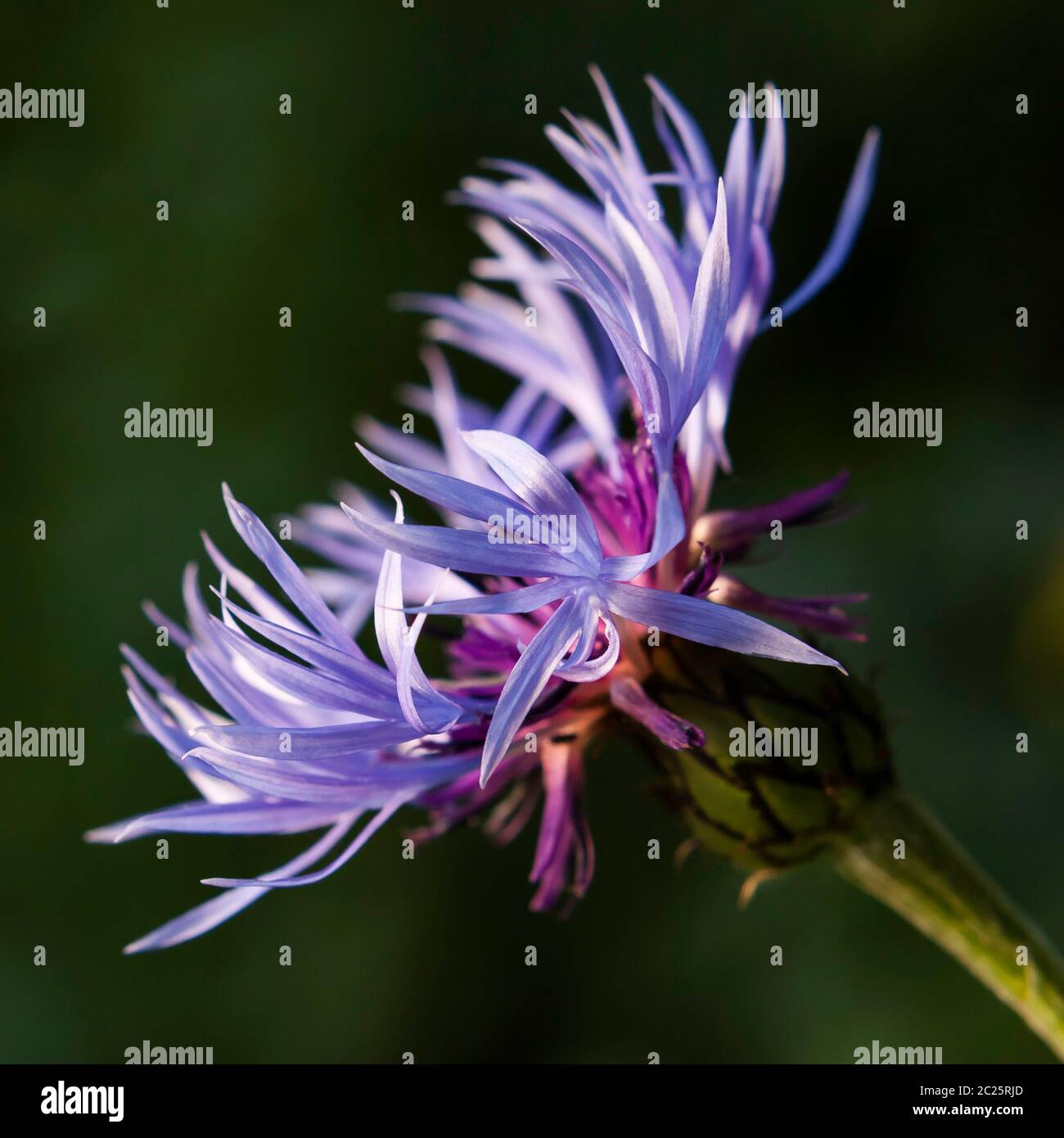 A blooming cornflower in the colors light blue, purple and pink Stock ...