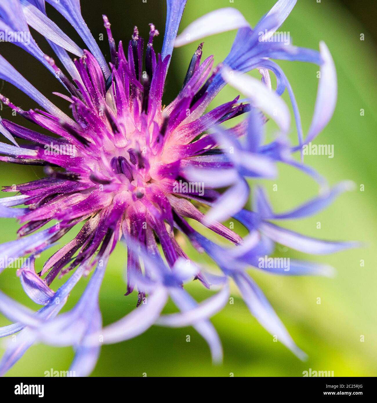 A blooming cornflower in the colors light blue, purple and pink Stock ...