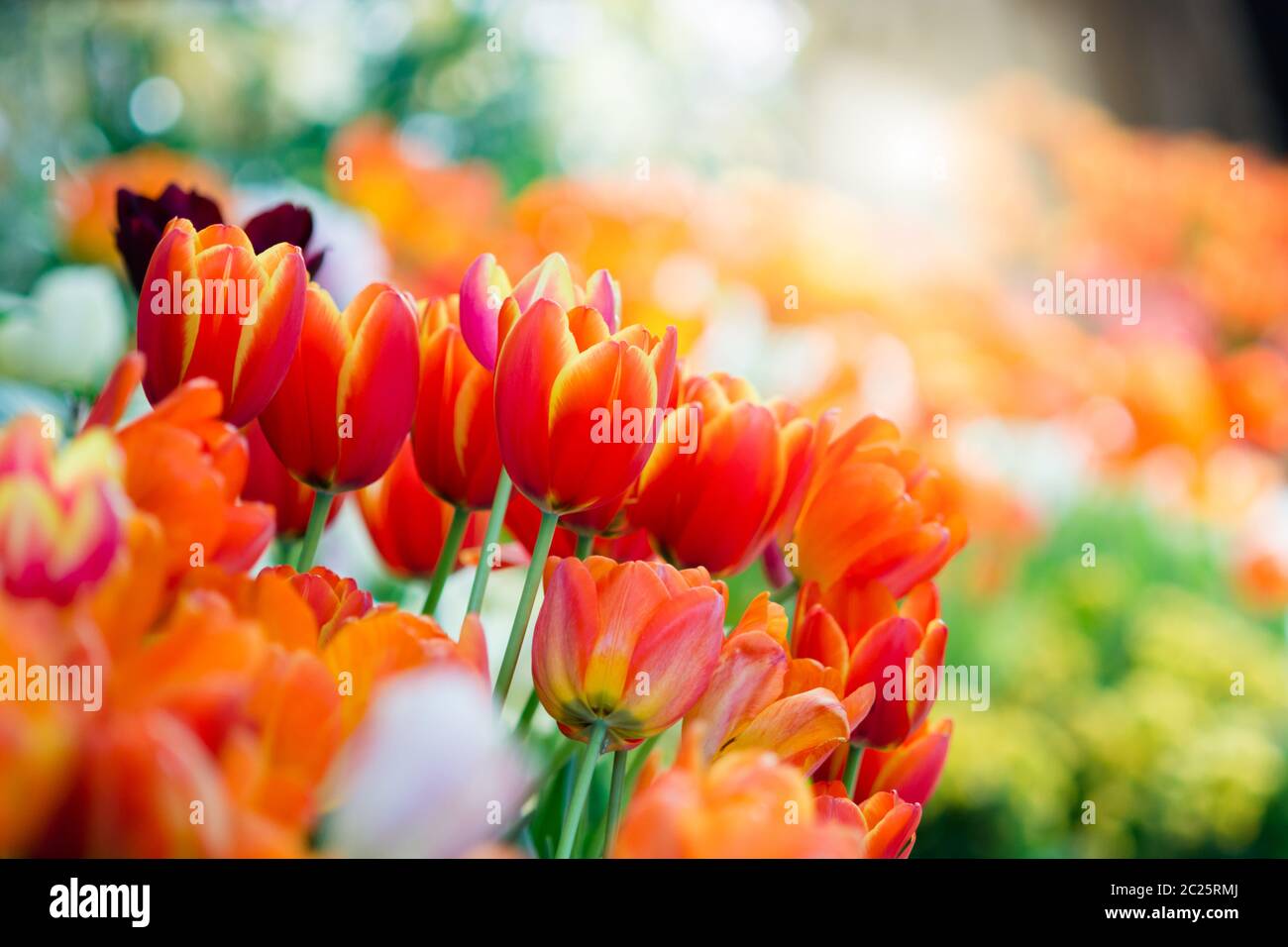 Pink tulip in focus hi-res stock photography and images - Alamy