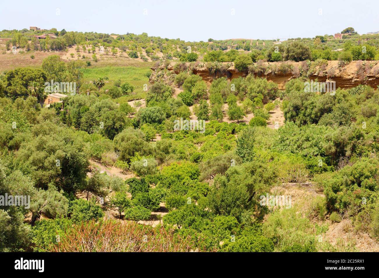 Vegetation in Valley of the Temples, Agrigento, Sicily Stock Photo - Alamy