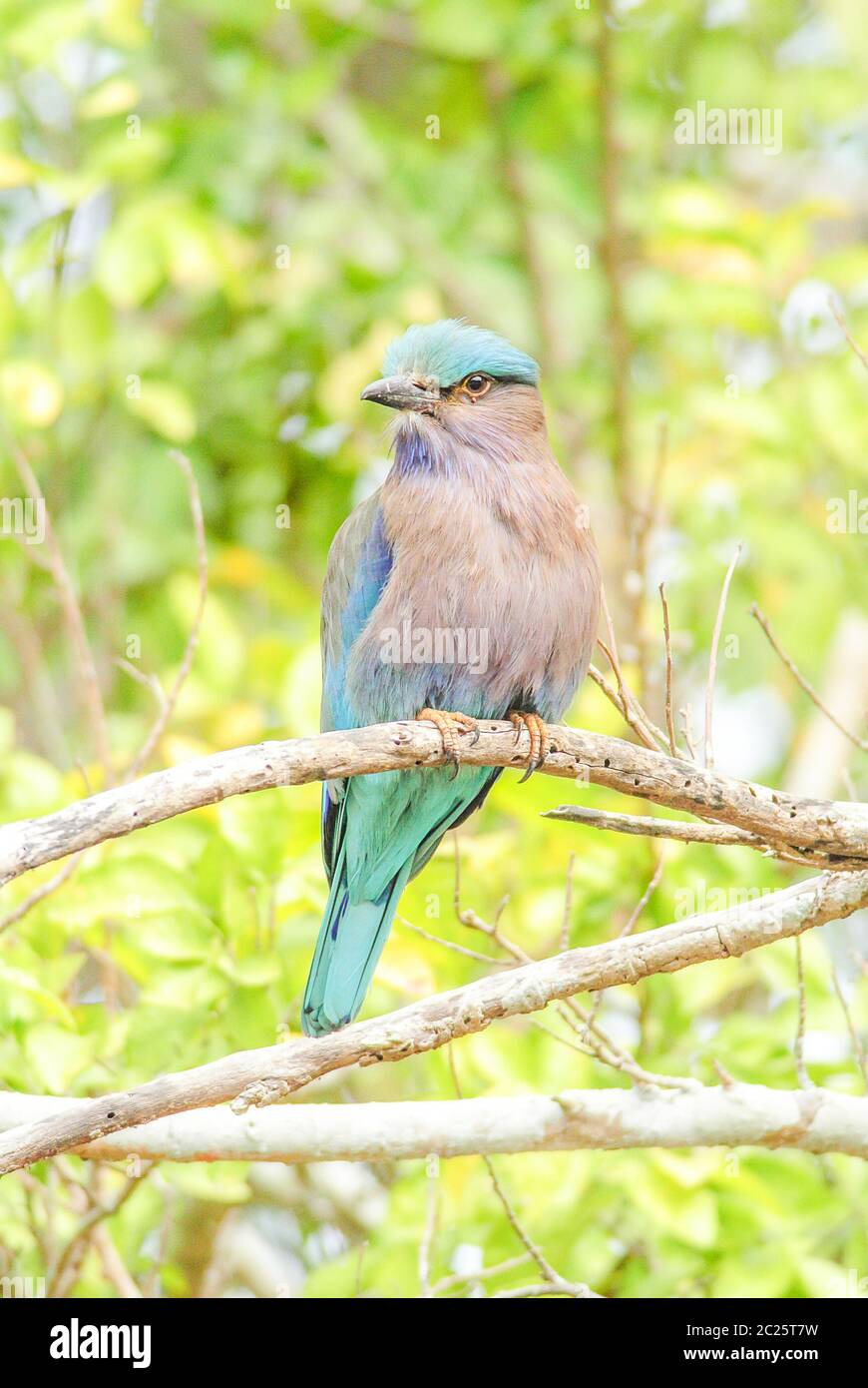 Indian Roller bird Stock Photo - Alamy