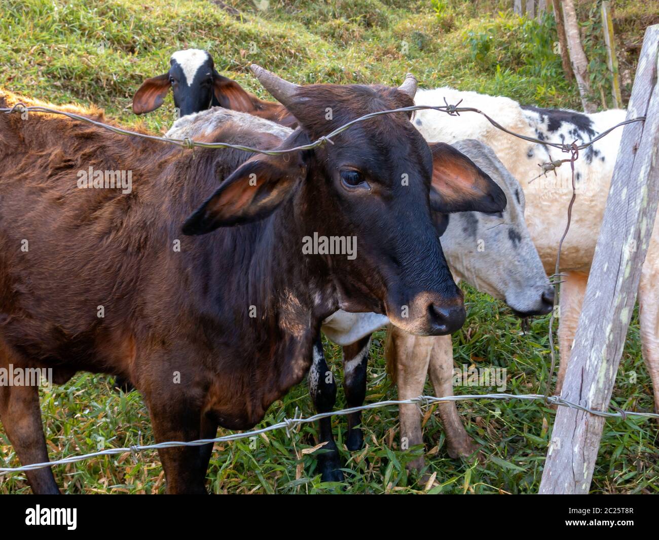 Ox Plow High Resolution Stock Photography and Images - Alamy