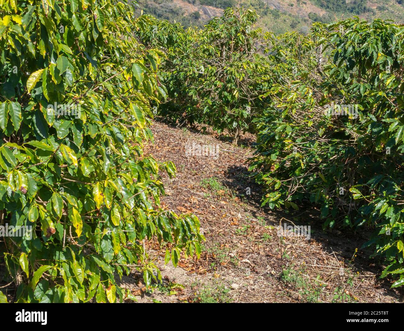 Arabica Coffee trees in coffee plantation in Brazil - organic ...