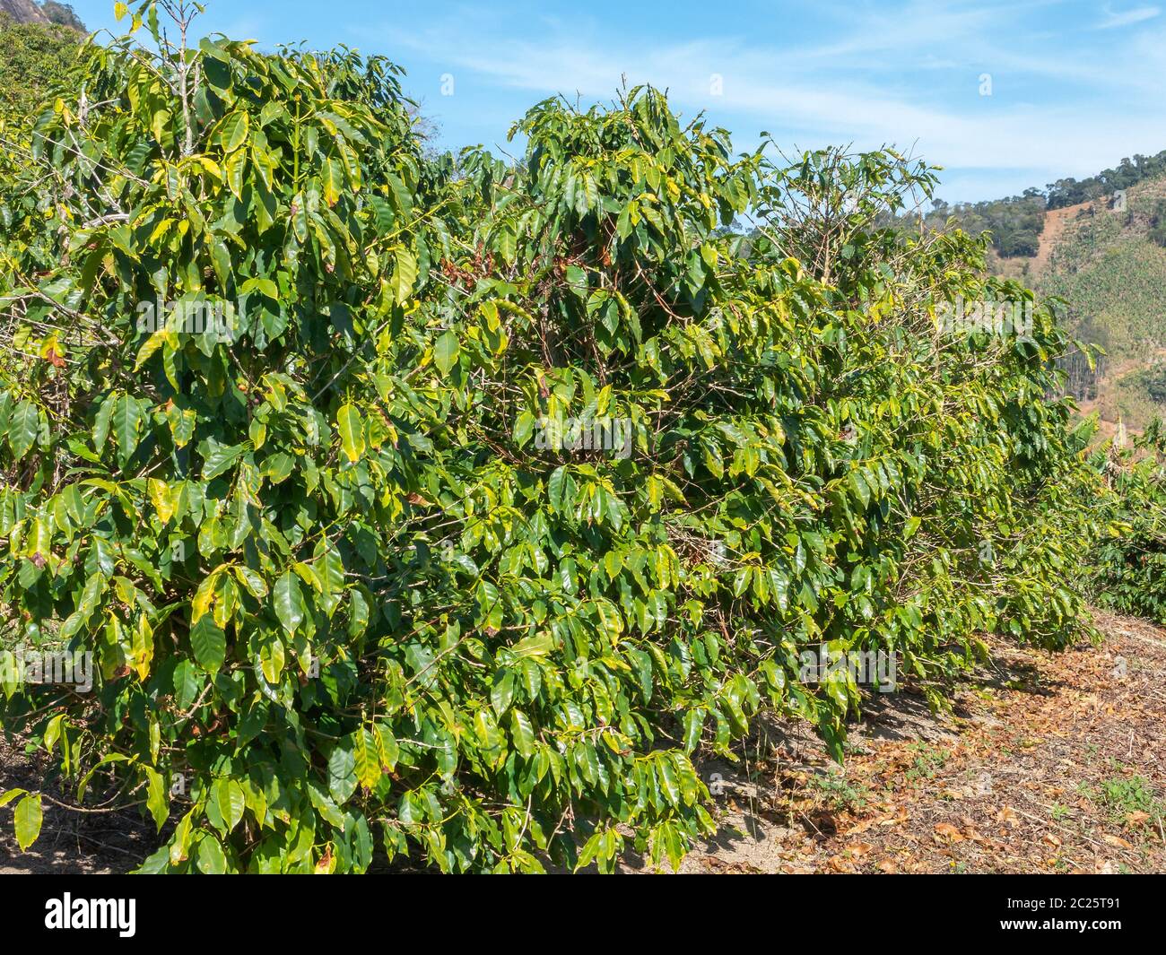 Arabica Coffee trees in coffee plantation in Brazil - organic ...