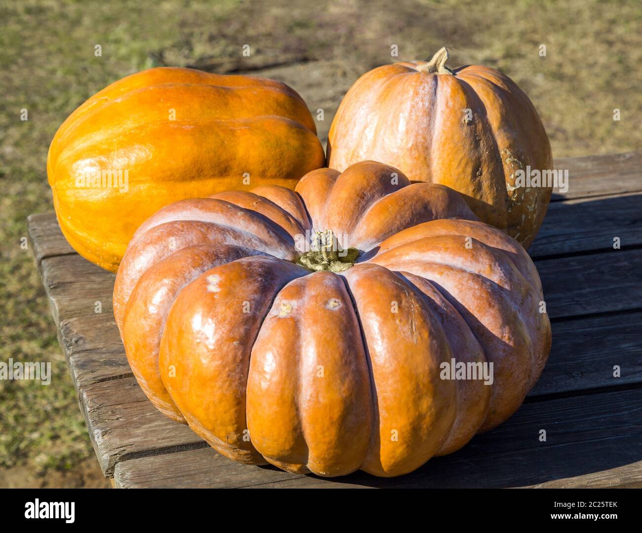 Pumpkin factory hi-res stock photography and images - Alamy