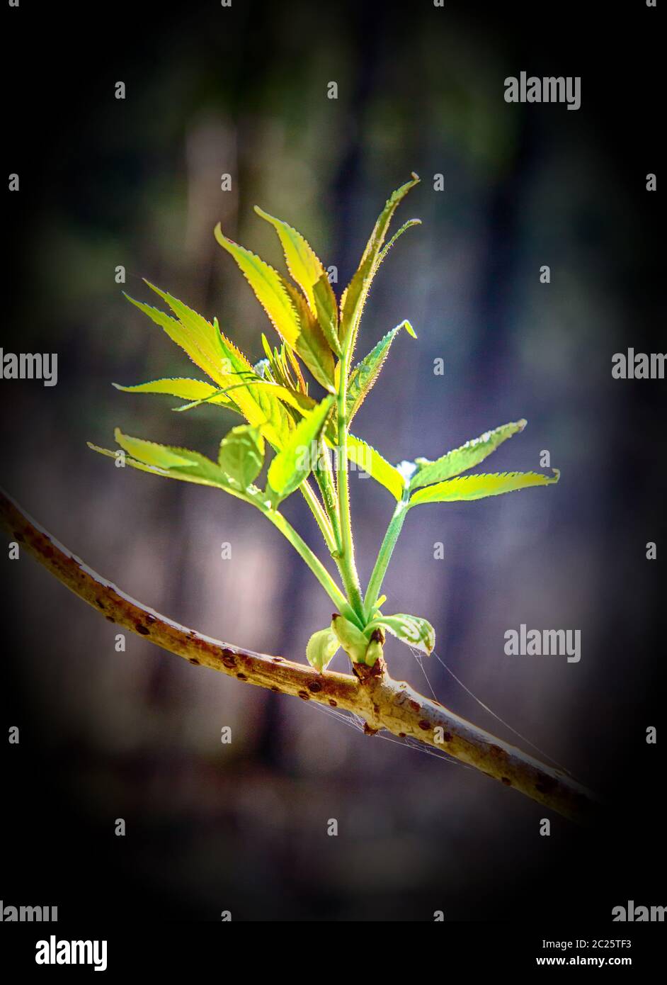Weak branch hi-res stock photography and images - Alamy