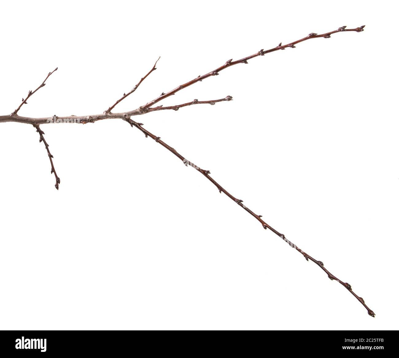 dry apricot tree branch. isolated on white Stock Photo - Alamy