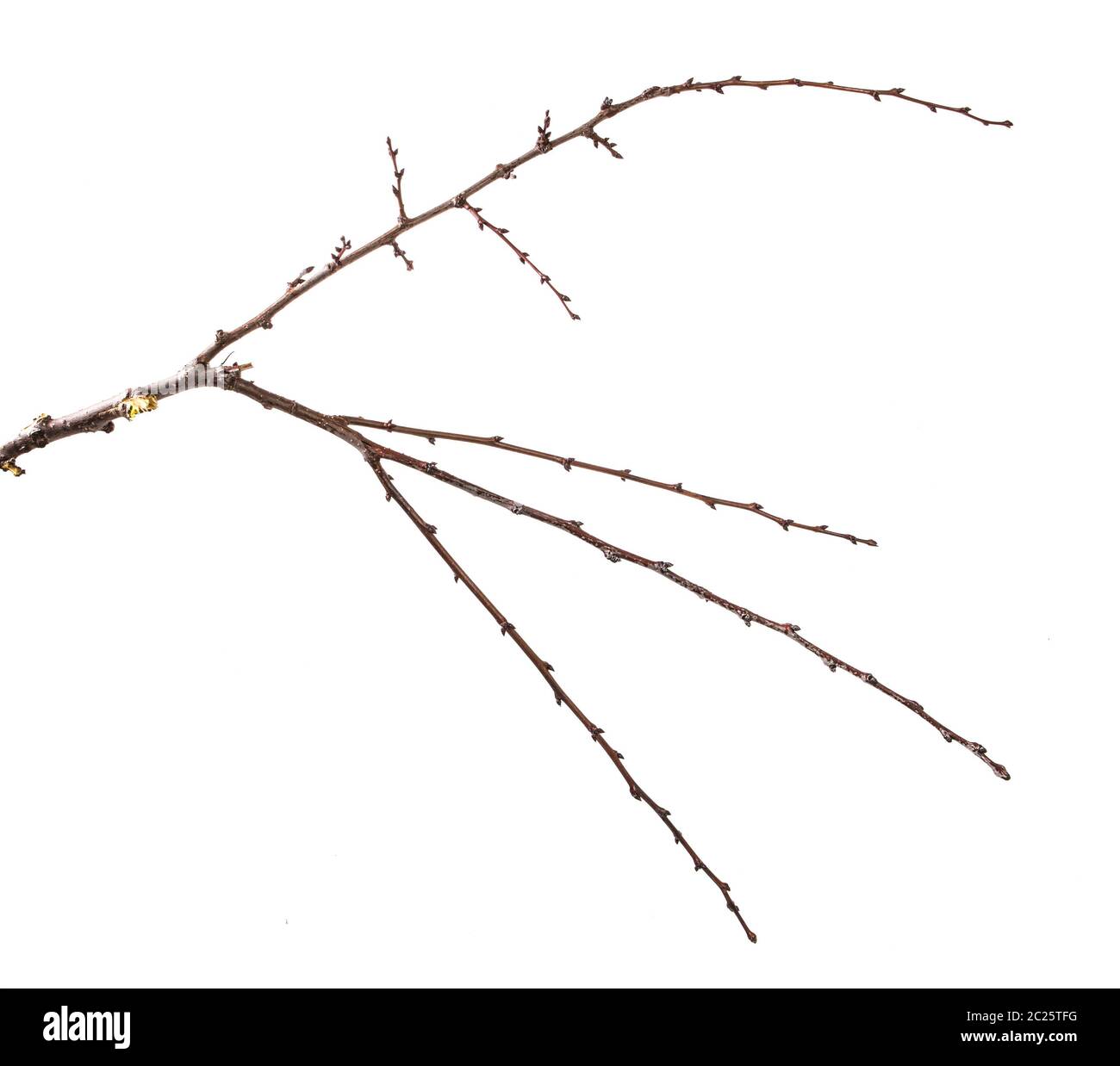 dry apricot tree branch. isolated on white Stock Photo - Alamy